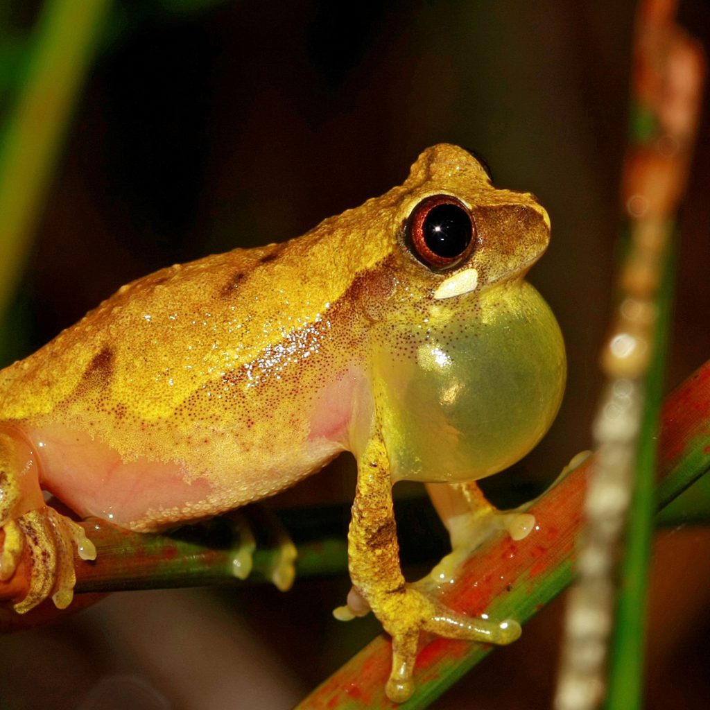 166 espèces de la faune de Guyane identifiées comme menacées - UICN France