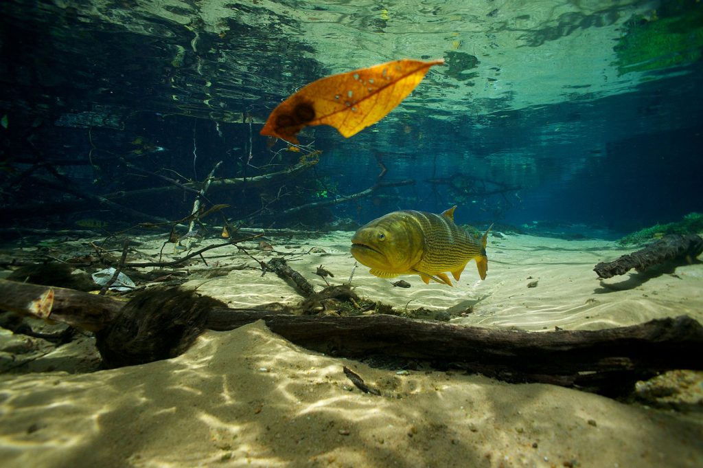 liste-rouge-mondiale-uicn - UICN France