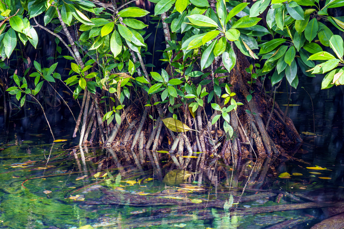 Renforcer la protection des mangroves par la connaissance, la ...